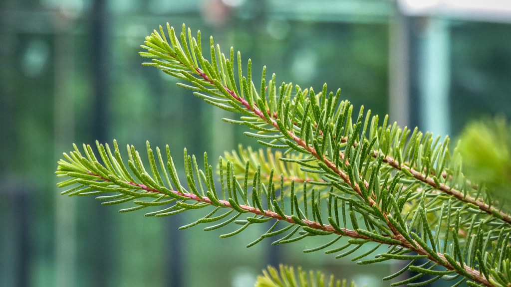 Evergreens - Winter’s Favorite Foliage