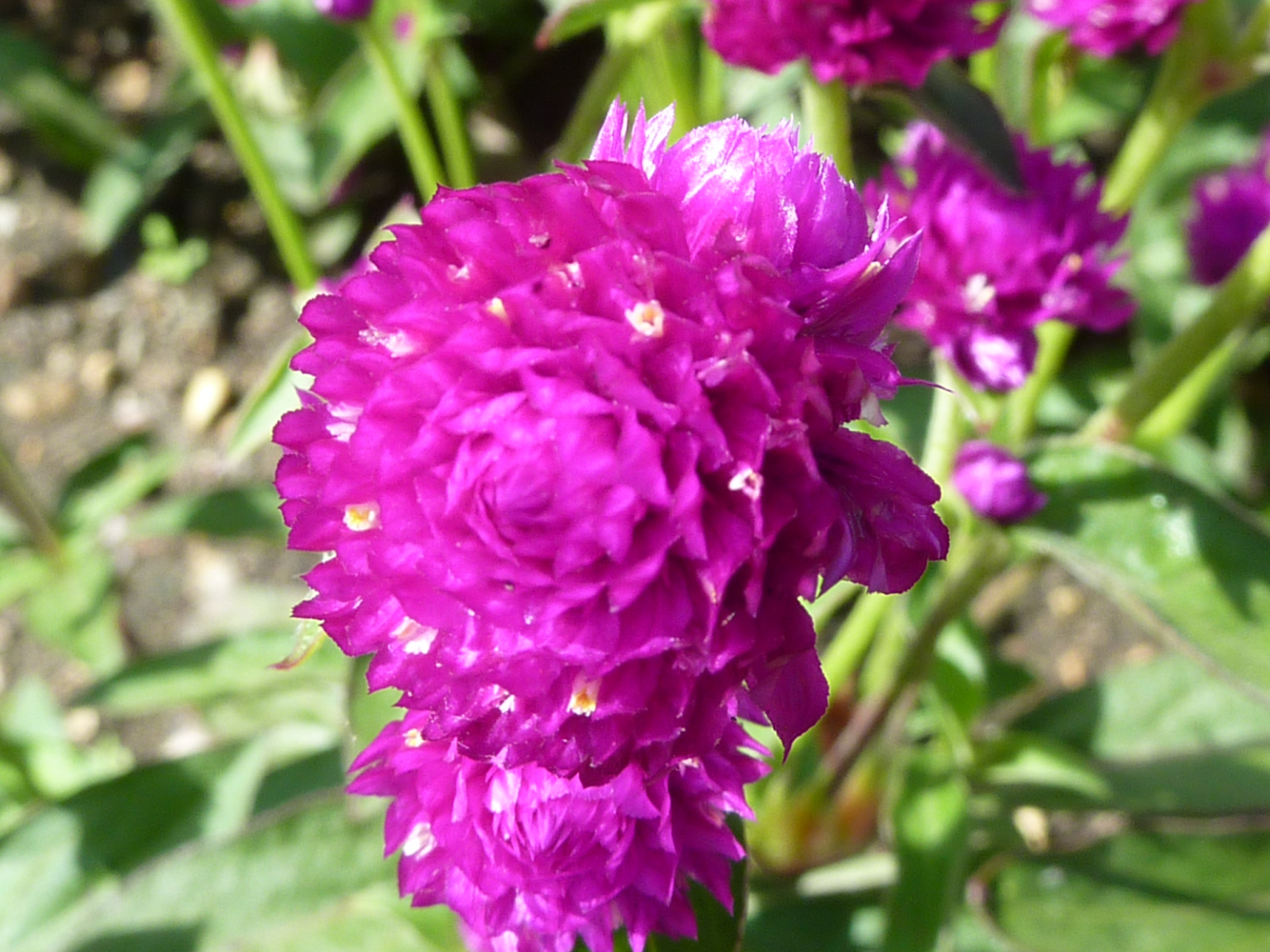 The Flowers of Hyrule