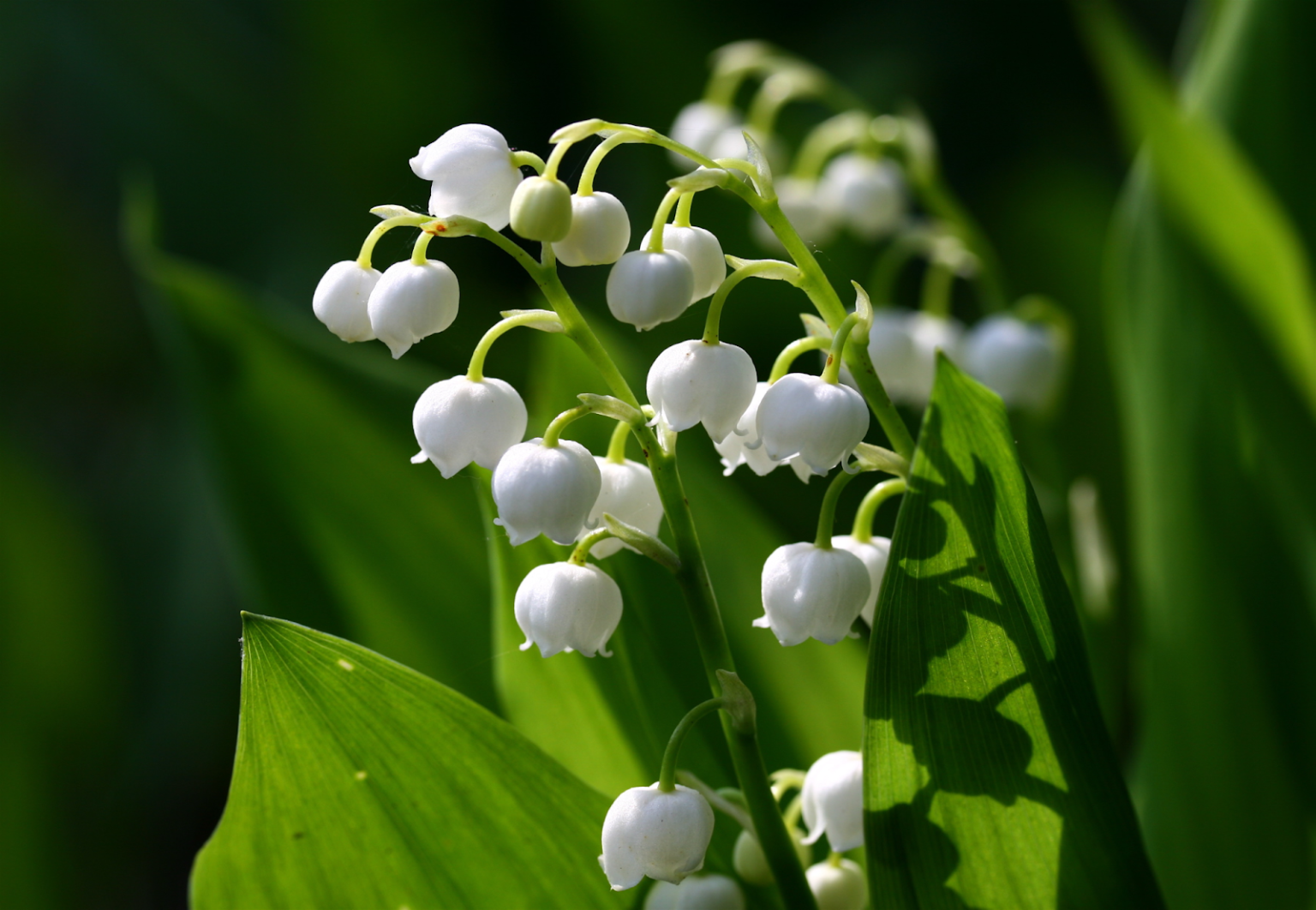 The Flowers of Hyrule