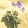 The Flowers of Hyrule