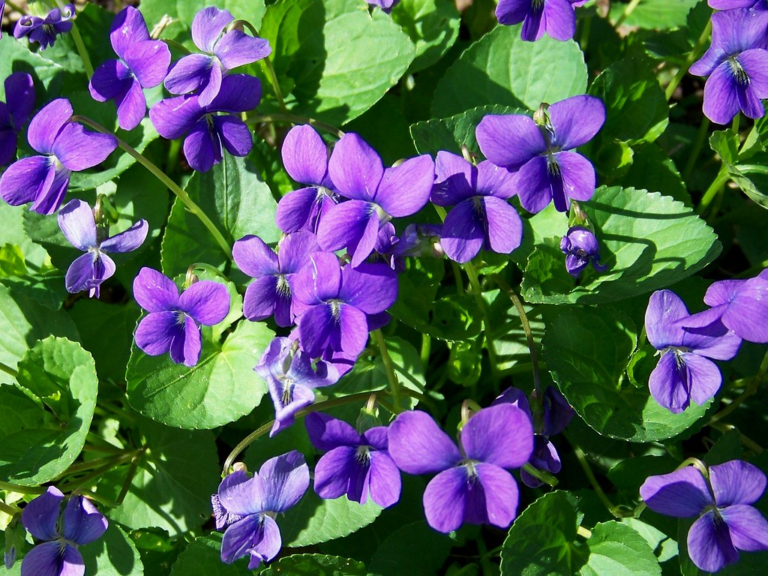 The Flowers of Hyrule